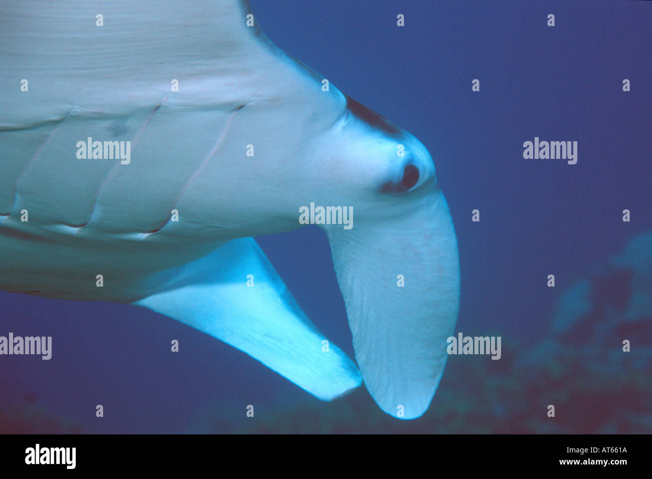 Manta ray eye Manta birostris Rongelap Marshall Islands N Pacific Stock ...