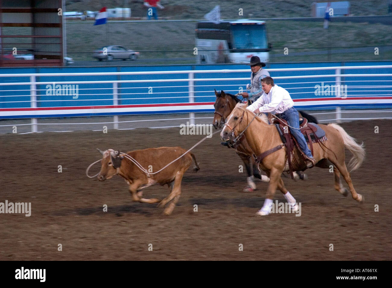 A cowboy ropes a calf during a competition at the Cody Night Rodeo in ...
