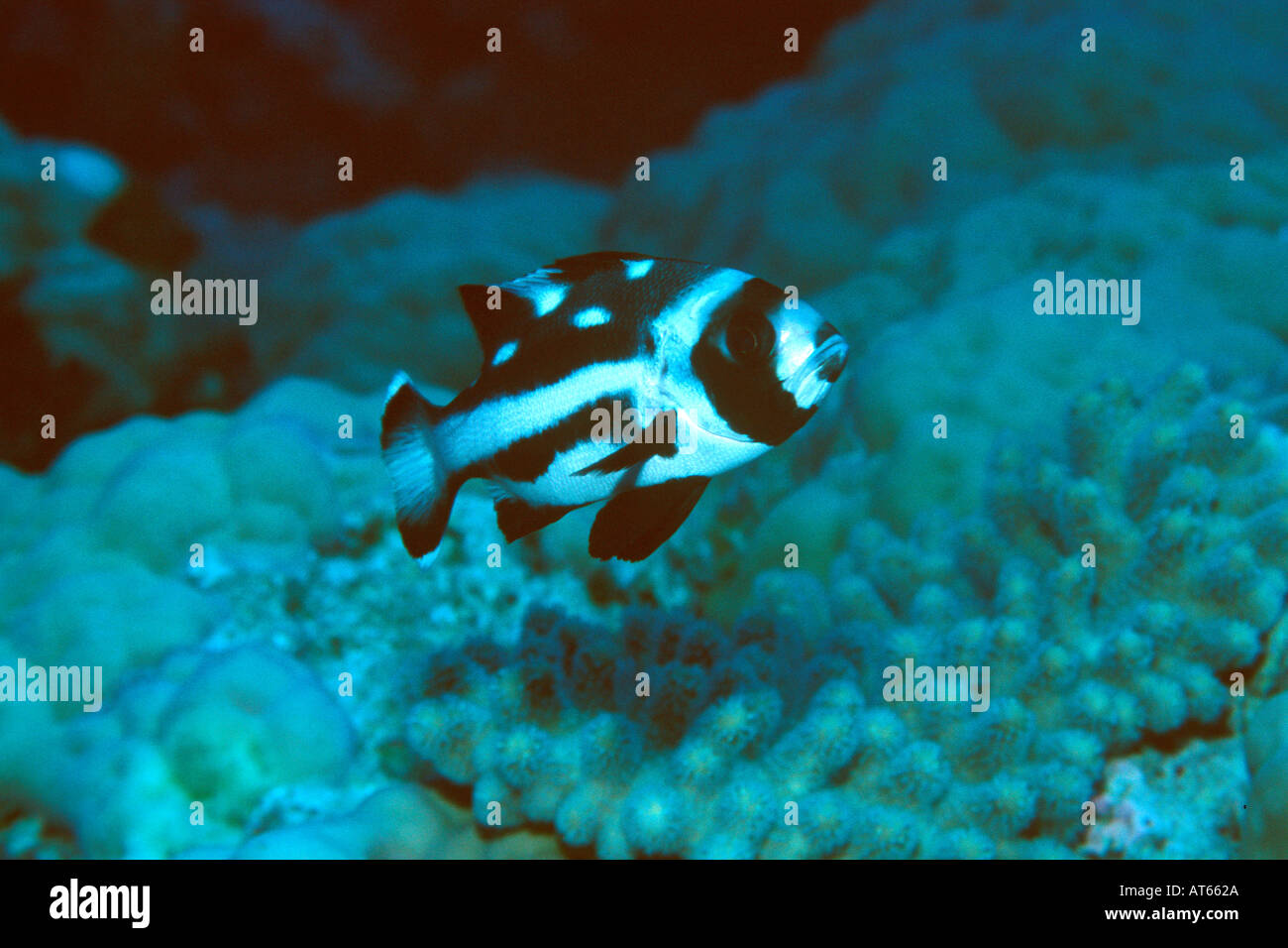 Black snapper juvenile macolor niger hi-res stock photography and ...
