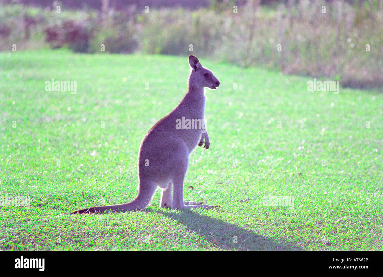 Kangaroo visits the back yard Stock Photo - Alamy