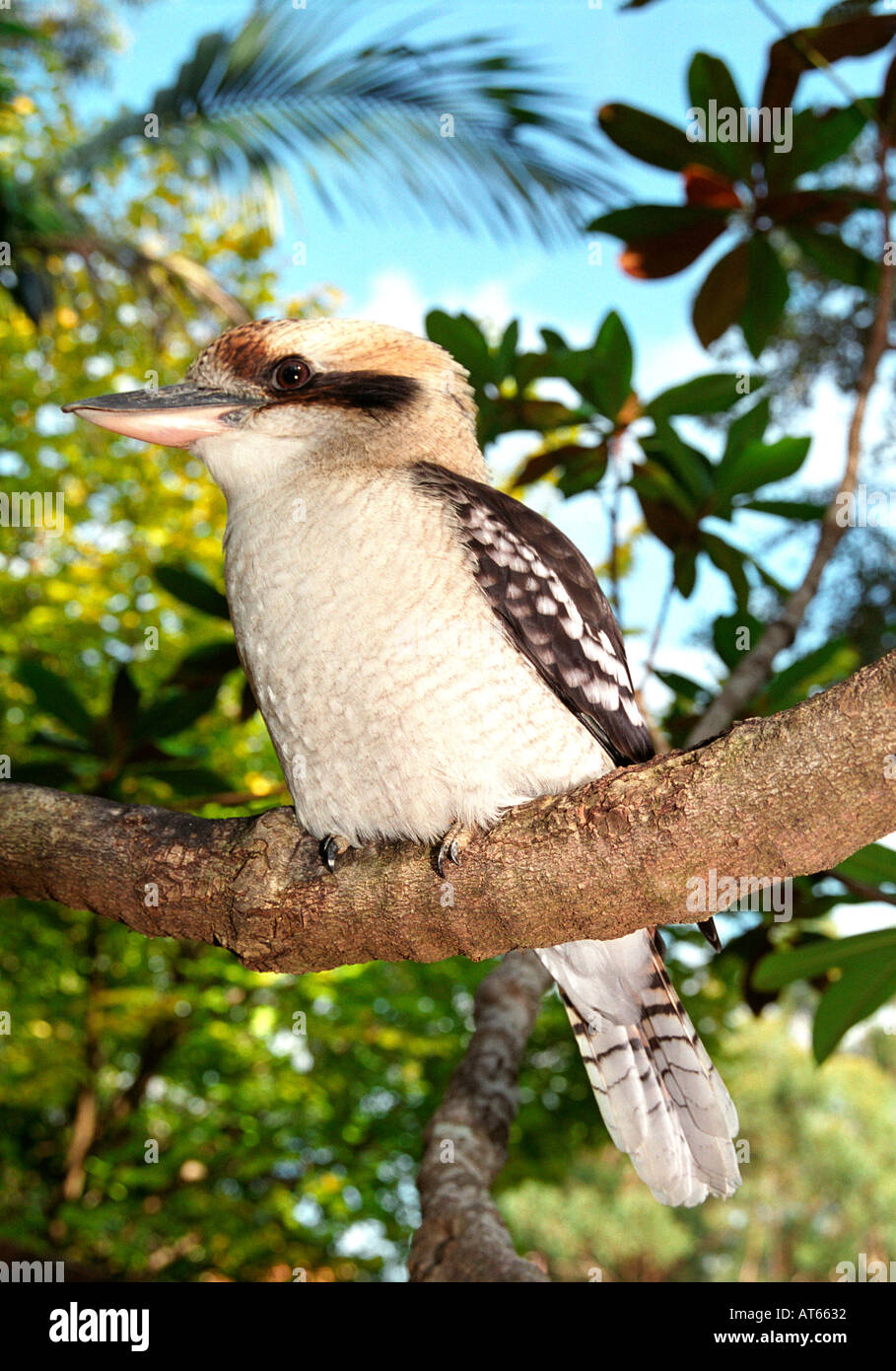 Australian icon the laughing kookaburra Stock Photo - Alamy