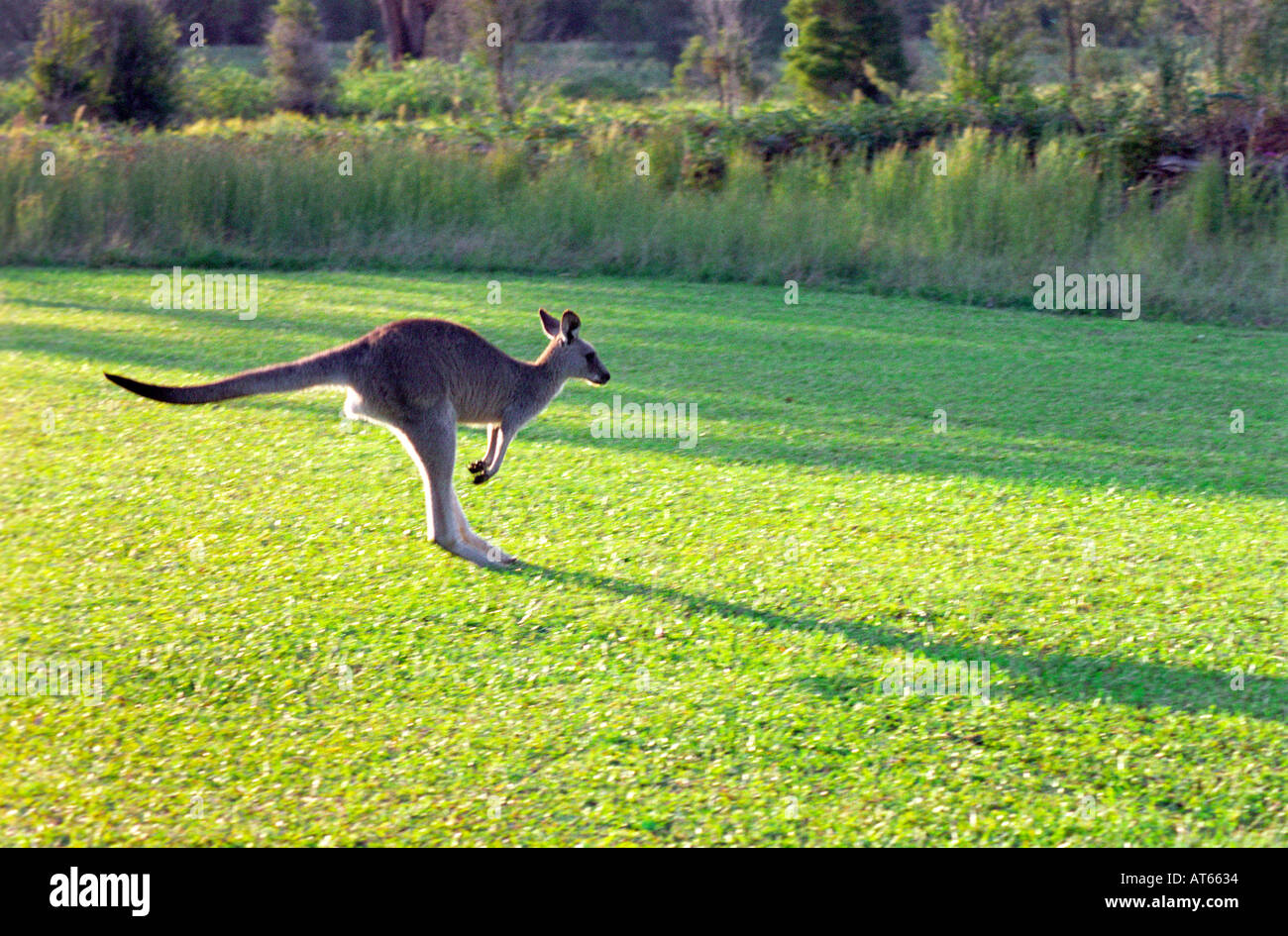 Kangaroo caught on the hop Stock Photo - Alamy