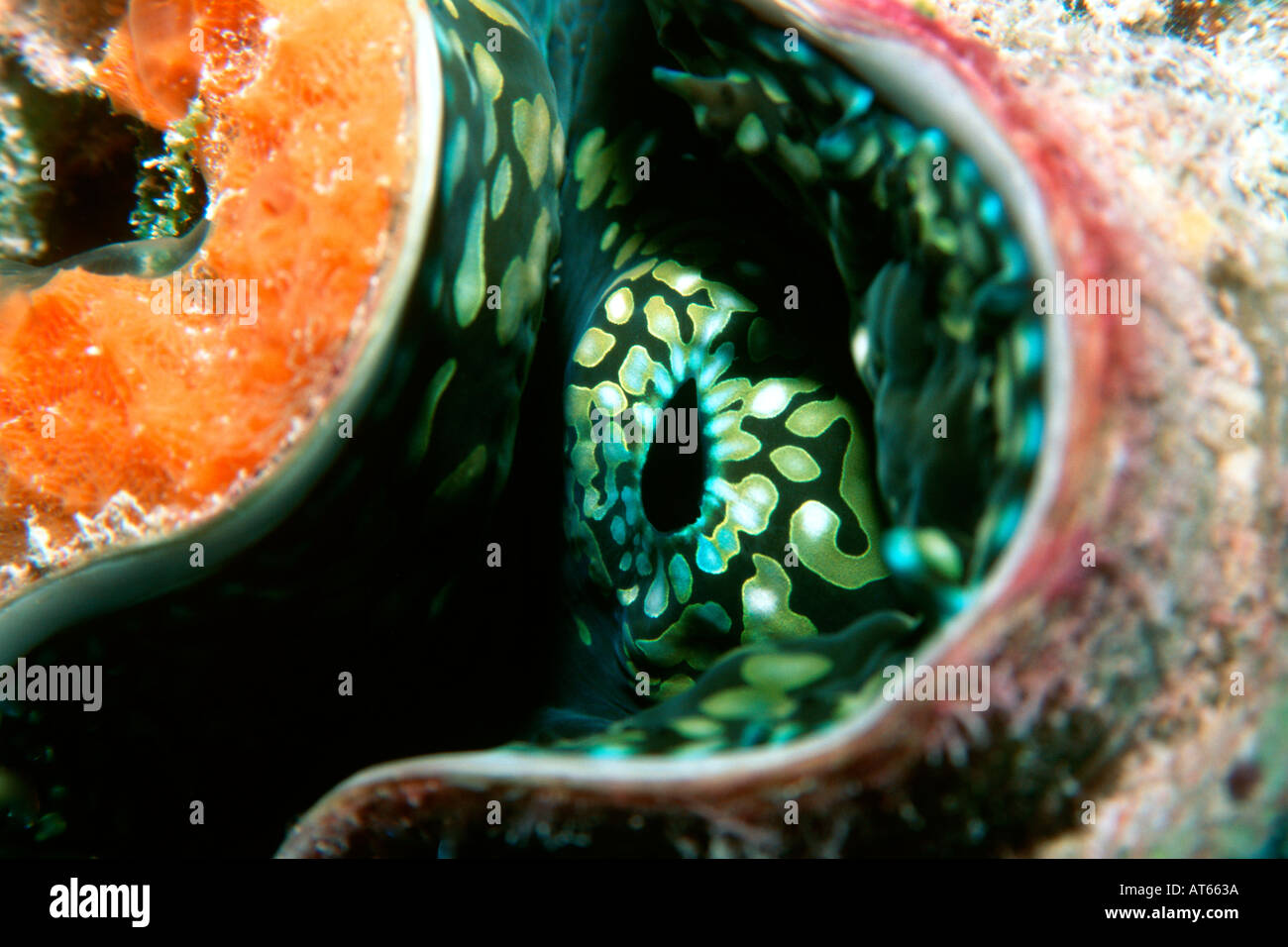 Fluted giant clam Tridacna squamosa Rongelap Marshall Islands N Pacific ...