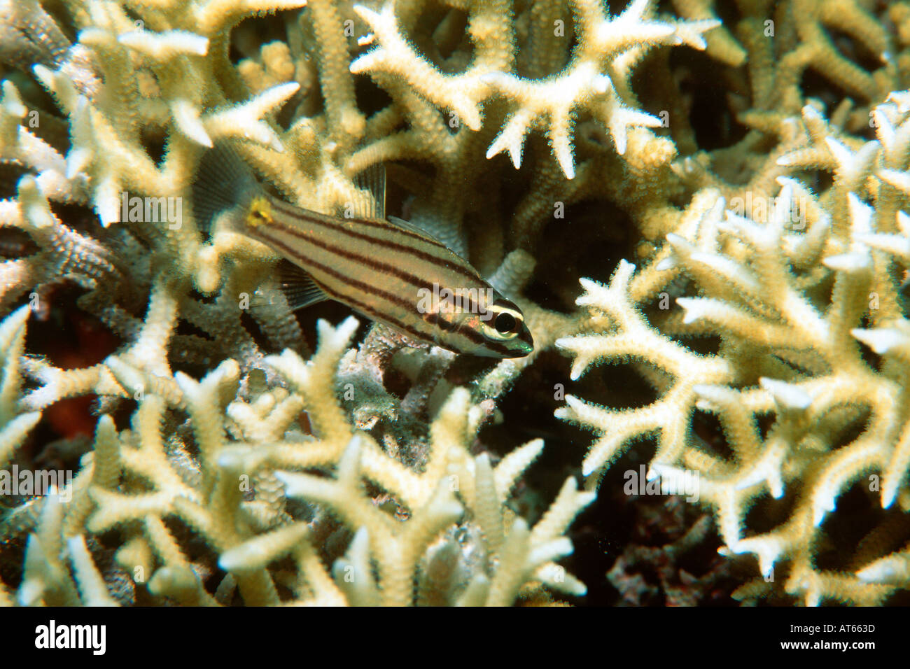 Five lined cardinalfish Cheilodipterus quinquelineatus Rongelap ...