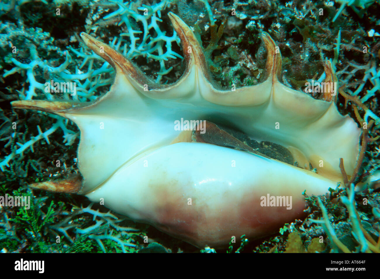 Spider shell hi-res stock photography and images - Alamy