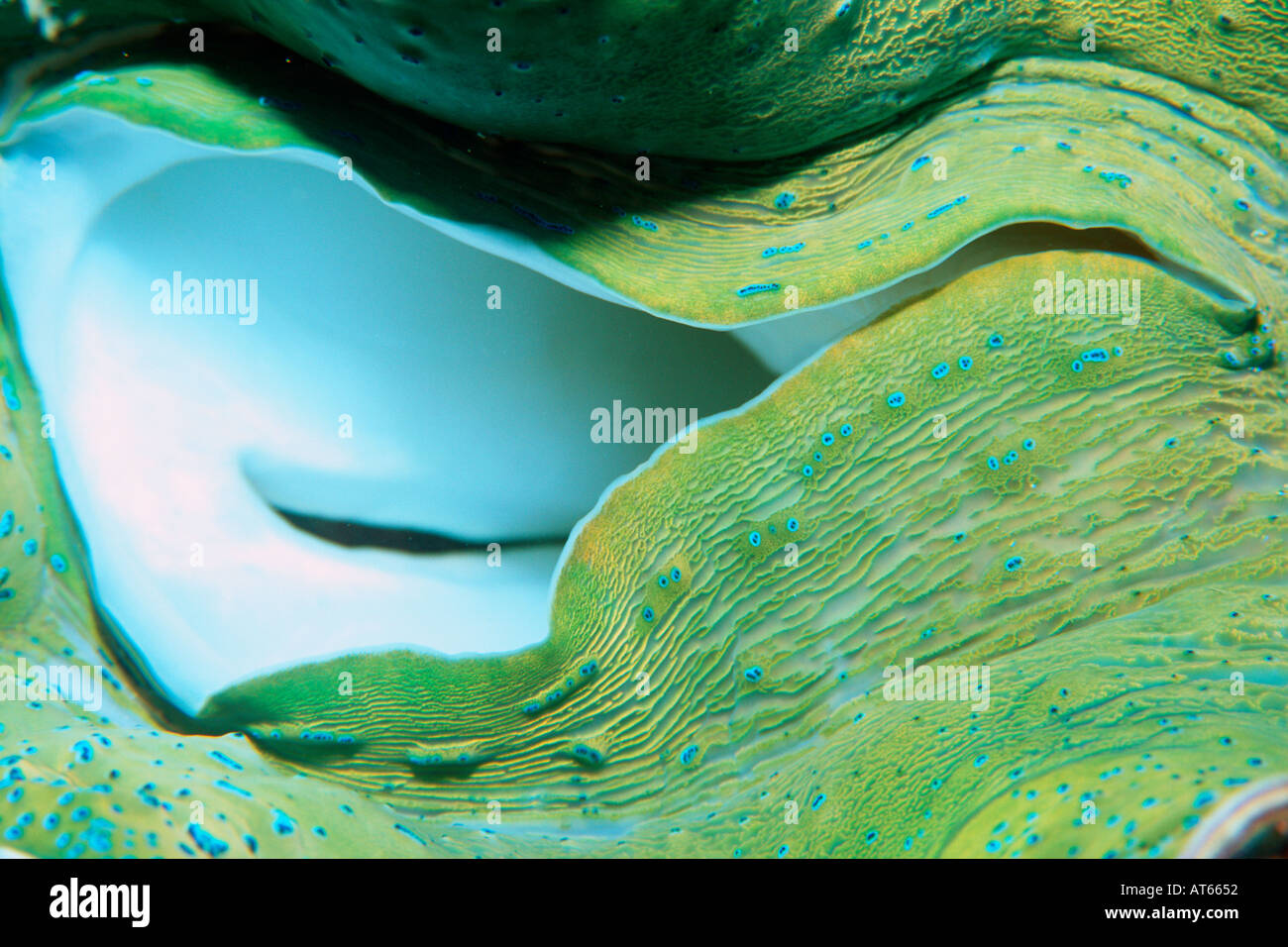 Giant clam mantle detail Tridacna gigas Rongelap Marshall Islands N ...