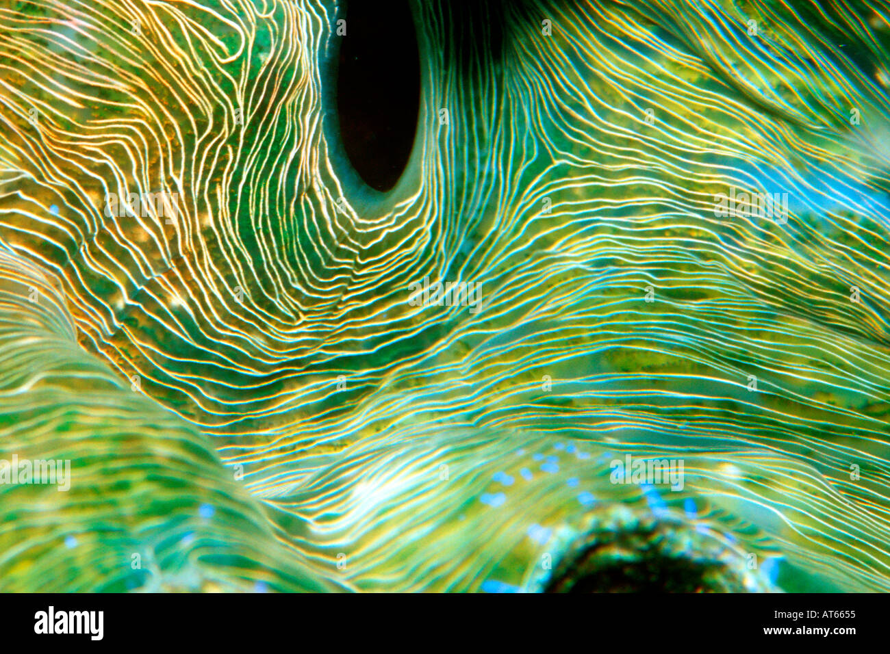 Giant clam mantle detail Tridacna gigas Rongelap Marshall Islands N ...