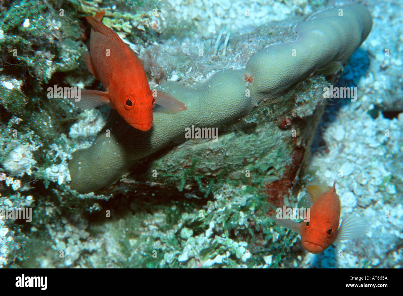 Flagtail grouper or v tail grouper hi-res stock photography and images ...