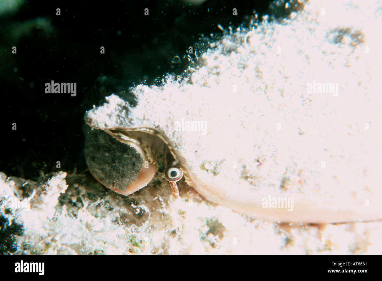 Stromb hi-res stock photography and images - Alamy