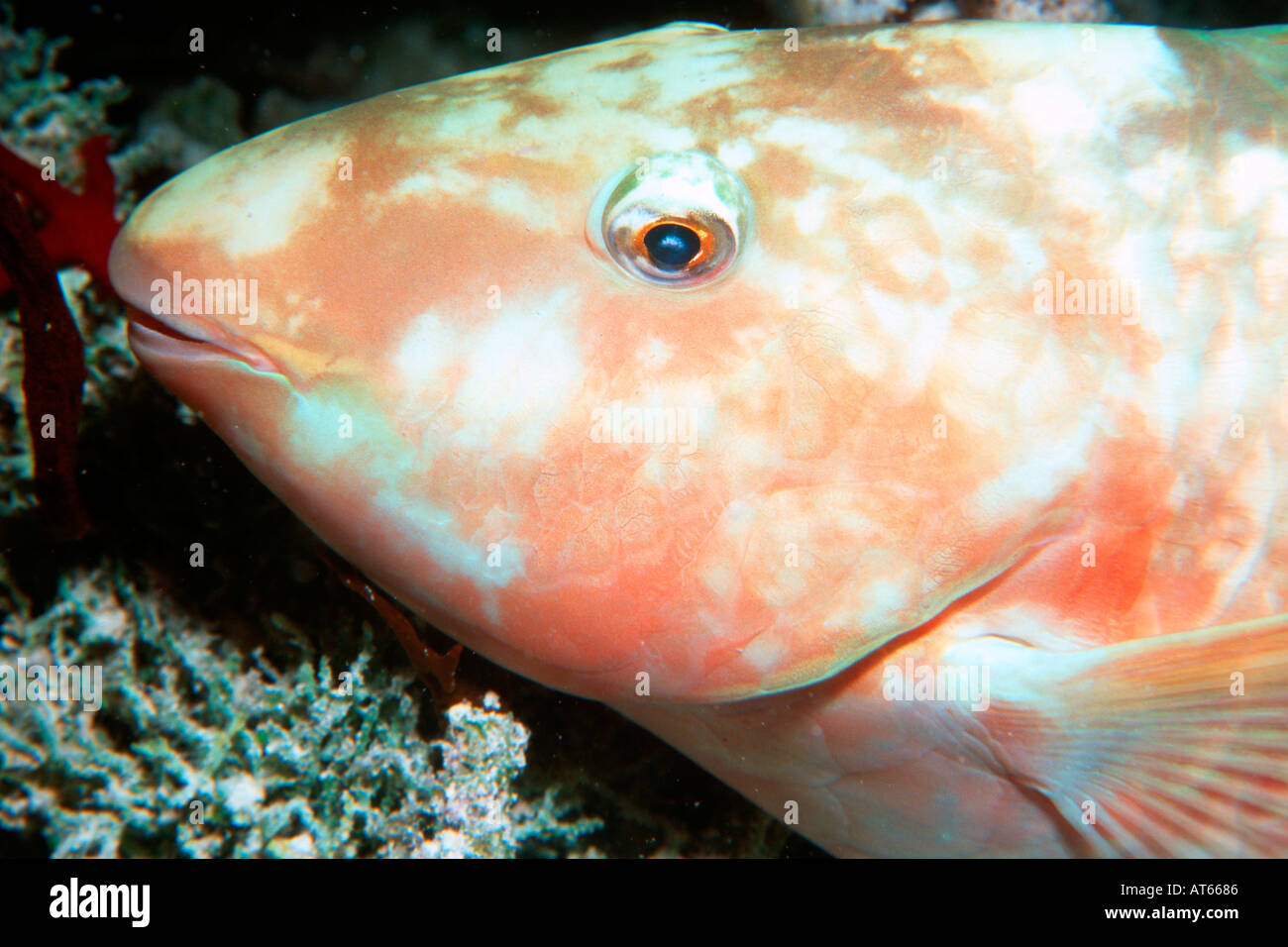 Longnose parrotfish hi-res stock photography and images - Alamy