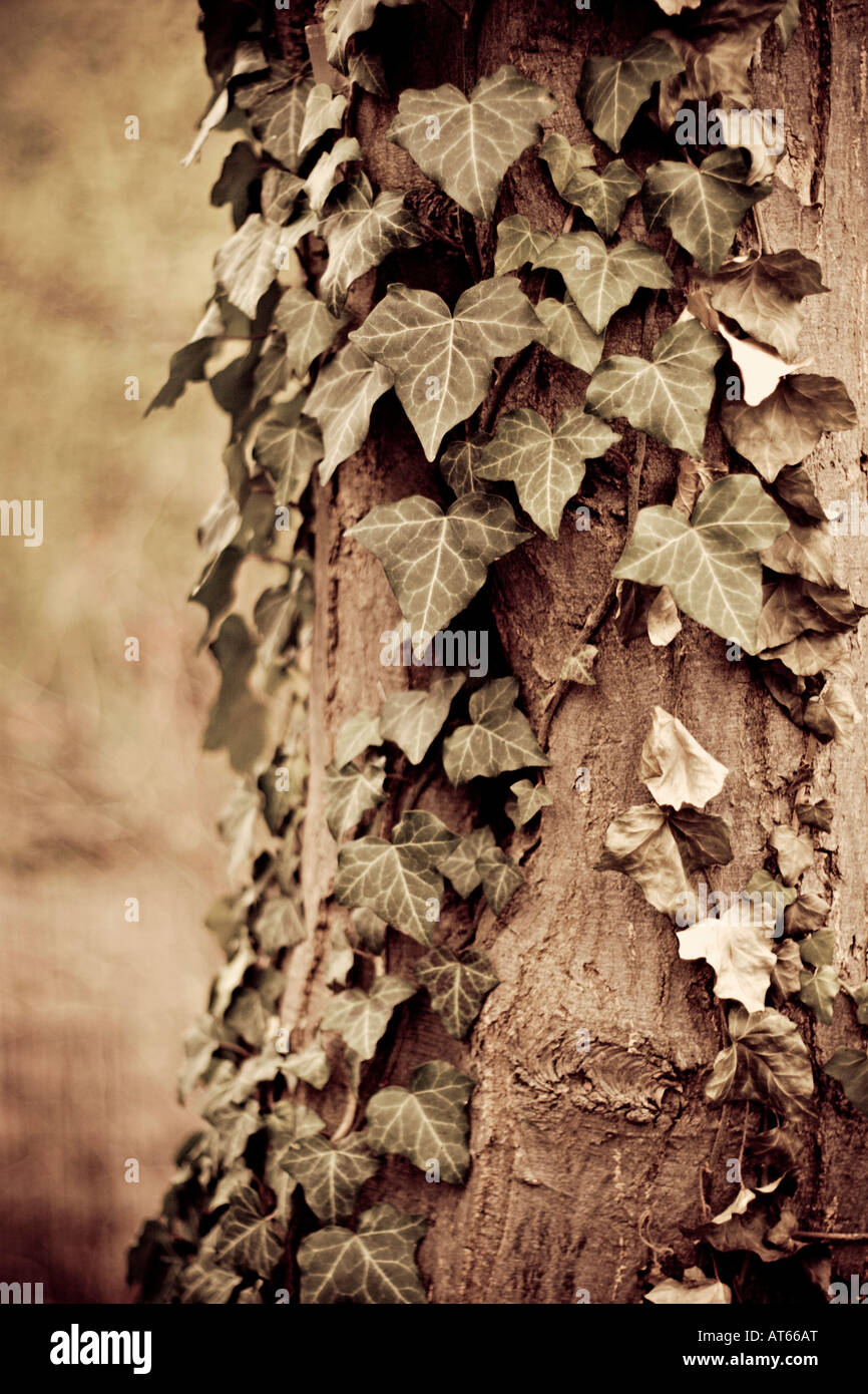 Ivy growing on tree trunks hi-res stock photography and images - Alamy