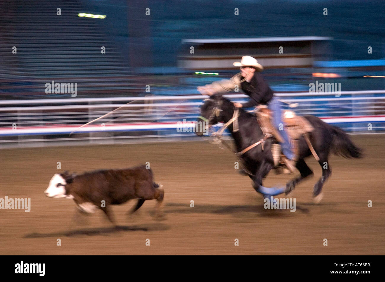 Cowboy during calf roping competition hi-res stock photography and ...