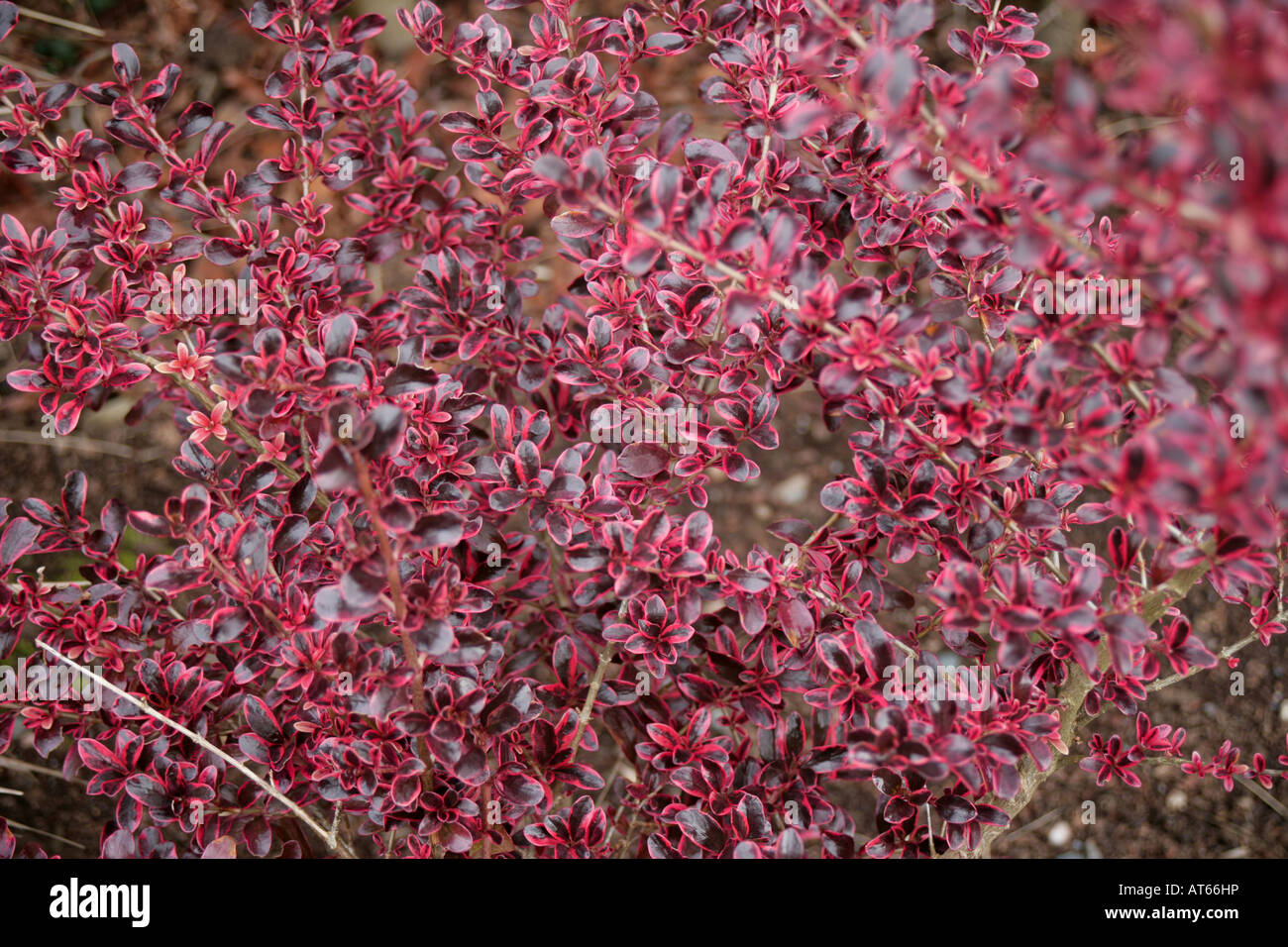 Coprosma hi-res stock photography and images - Alamy