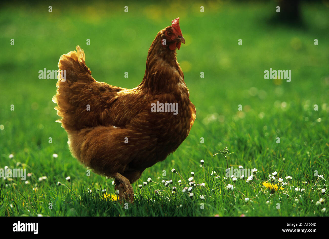 hen - standing on meadow Stock Photo - Alamy