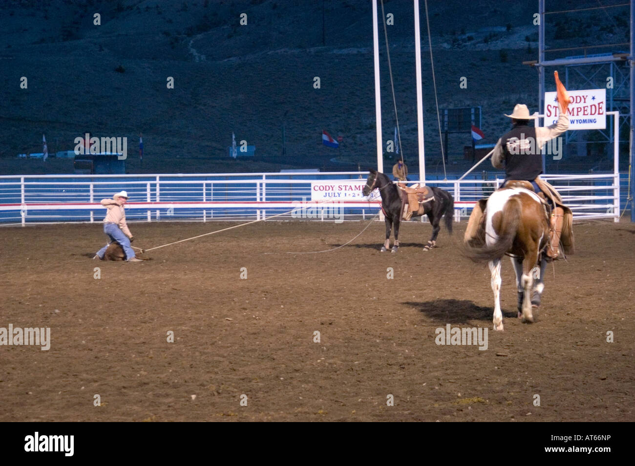 A cowboy ropes a calf during a competition at the Cody Night Rodeo in ...