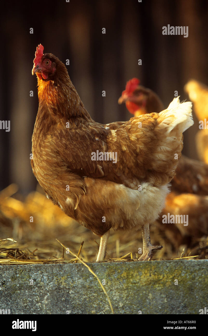 hen - standing Stock Photo - Alamy