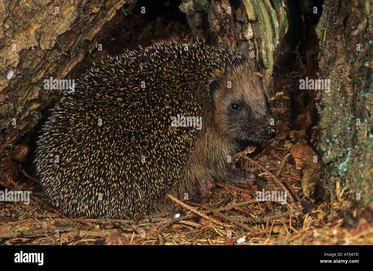 hedgehog in front of den Stock Photo - Alamy