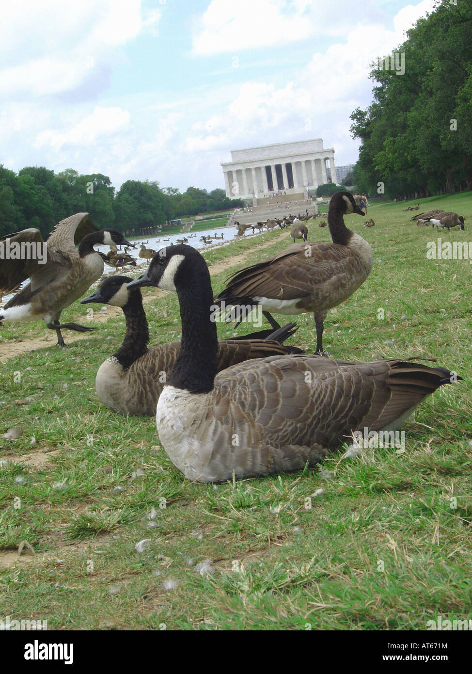 Many Geese on the National Mall by The Reflecting Pool in Washington DC ...