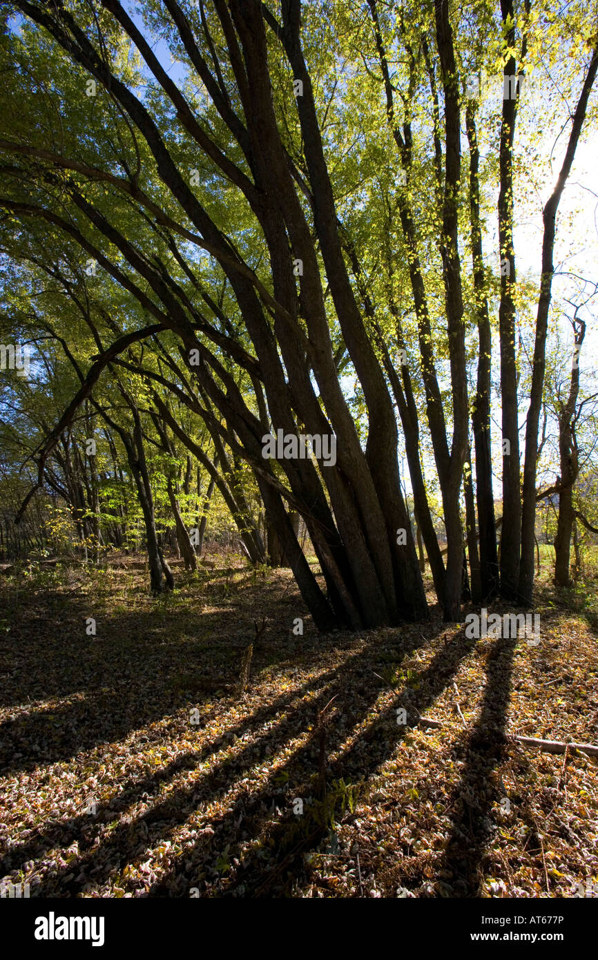Silver maples hi-res stock photography and images - Alamy