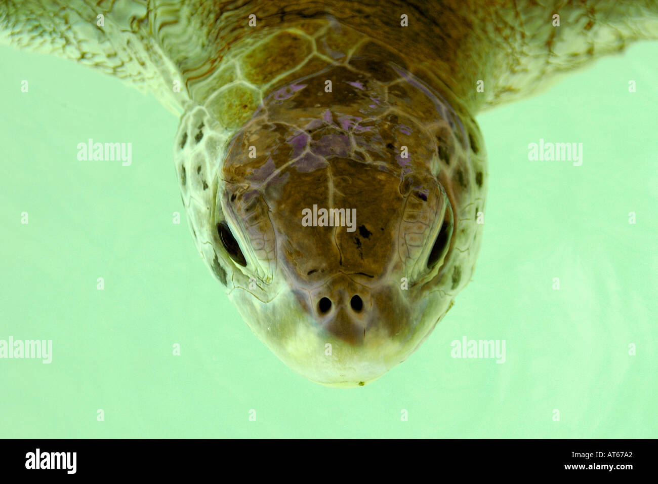 Olive Ridley turtle Lepidochelys olivacea Center for sea turtle ...
