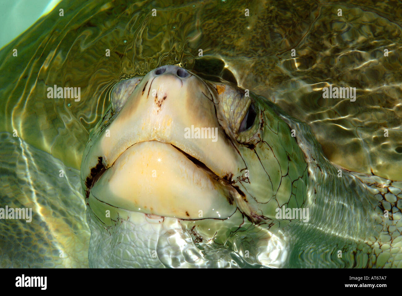 Olive ridley sea turtle swimming hi-res stock photography and images ...