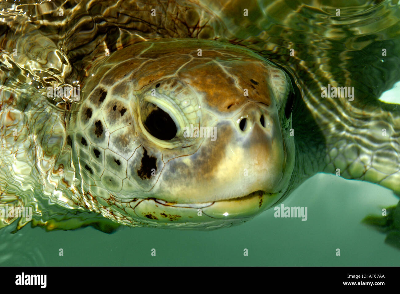 Olive Ridley turtle Lepidochelys olivacea Center for sea turtle ...