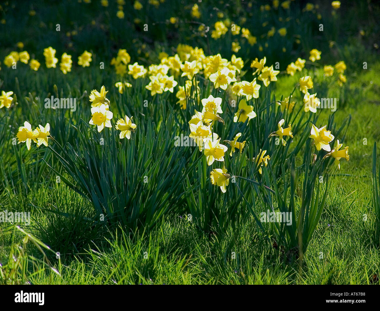 Dafodil Dafodils Daffodill High Resolution Stock Photography and Images ...