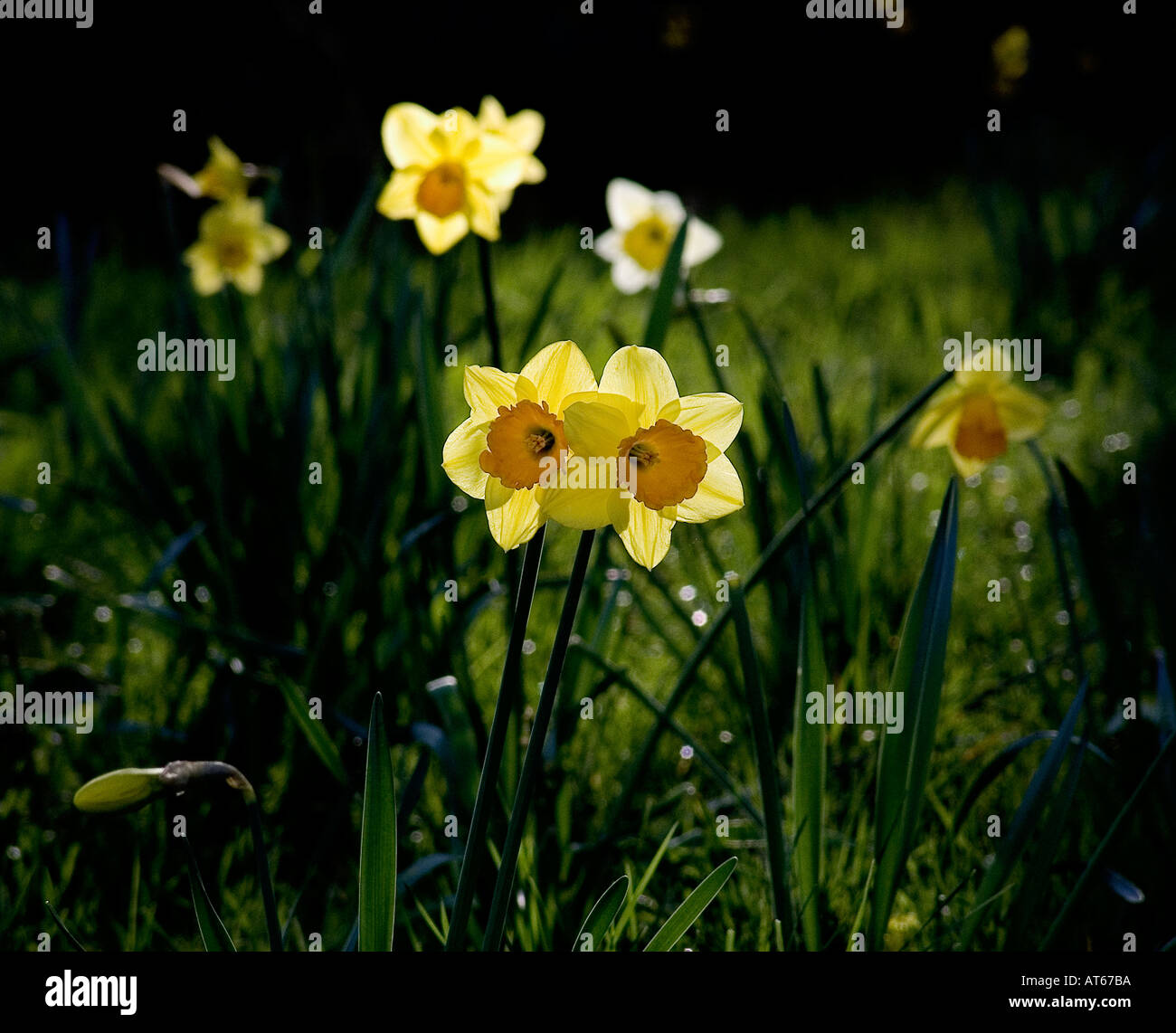 Dafodil Dafodils Daffodill High Resolution Stock Photography and Images ...