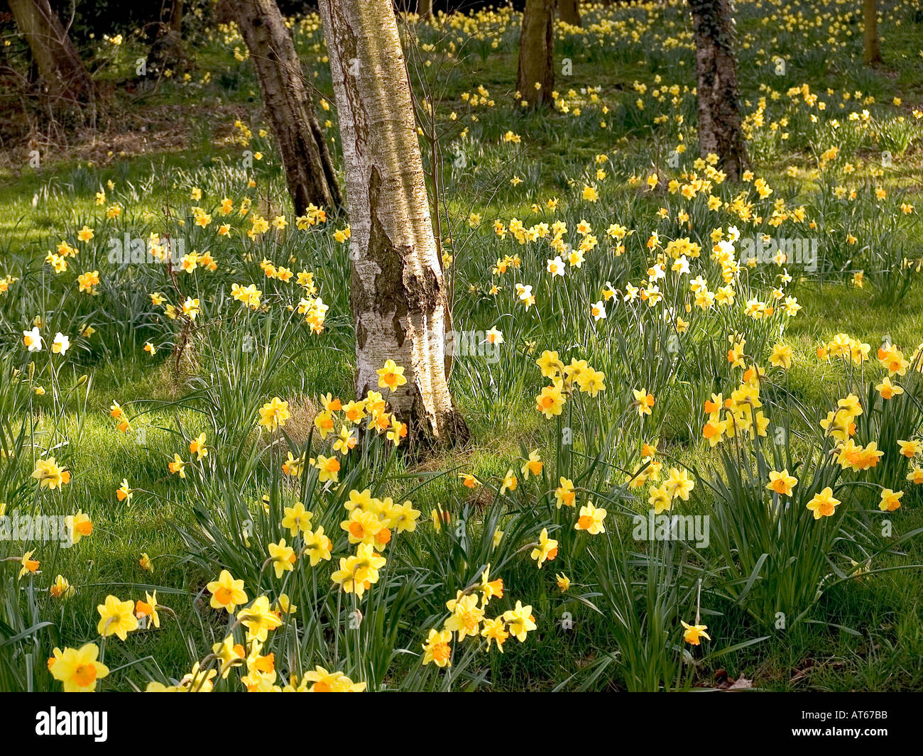 Dafodil dafodils daffodill hi-res stock photography and images - Alamy