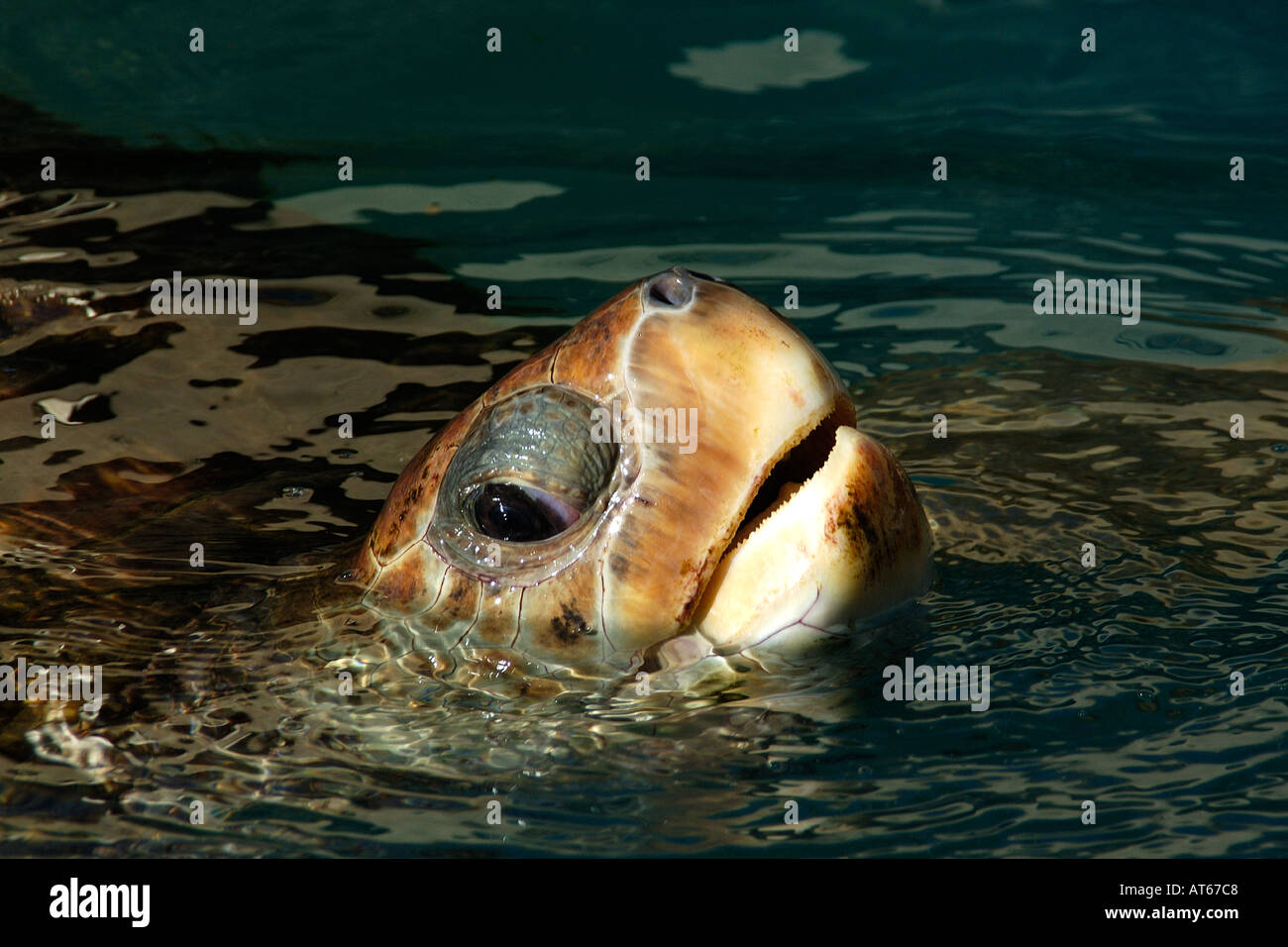 Loggerhead turtle Caretta caretta Center for sea turtle protection ...