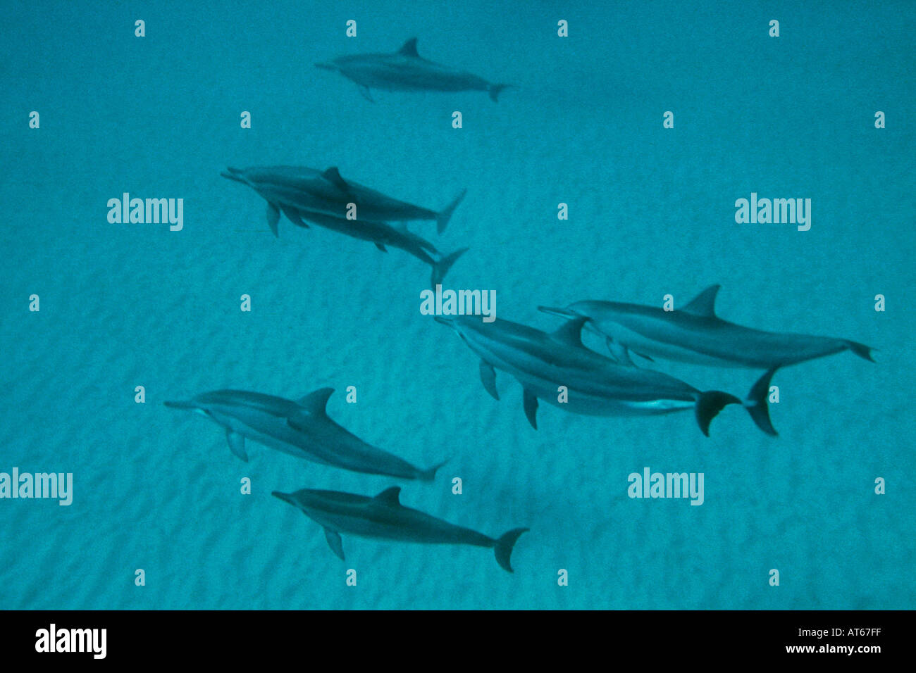 Spinner dolphin pod Stenella longirostris Oahu Hawaii N Pacific Stock ...