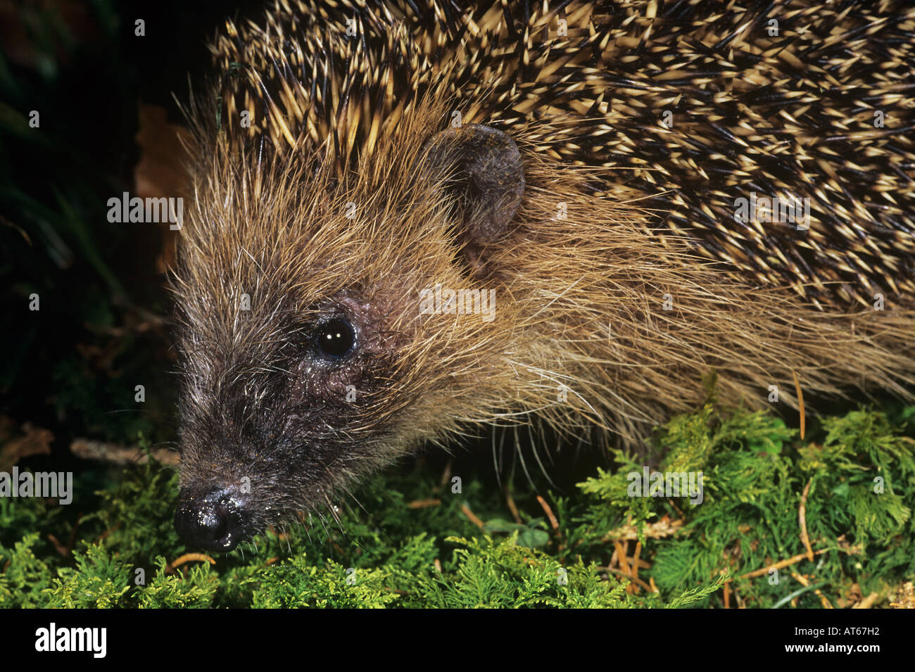 European Hedgehog, Western Hedgehog (Erinaceus europaeus) on moss Stock ...