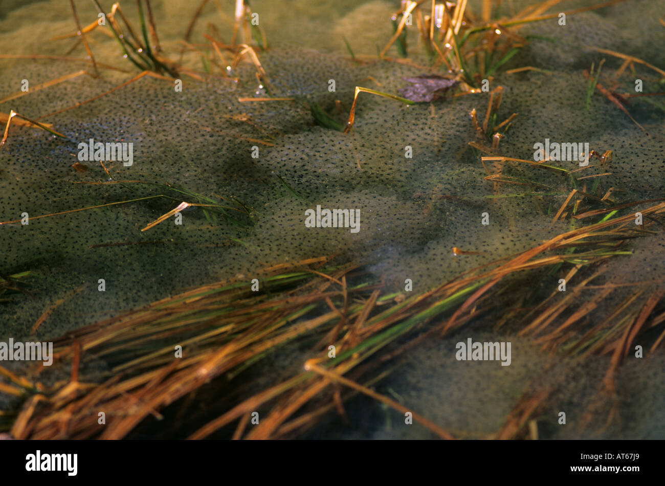 frog spawn in water Stock Photo - Alamy
