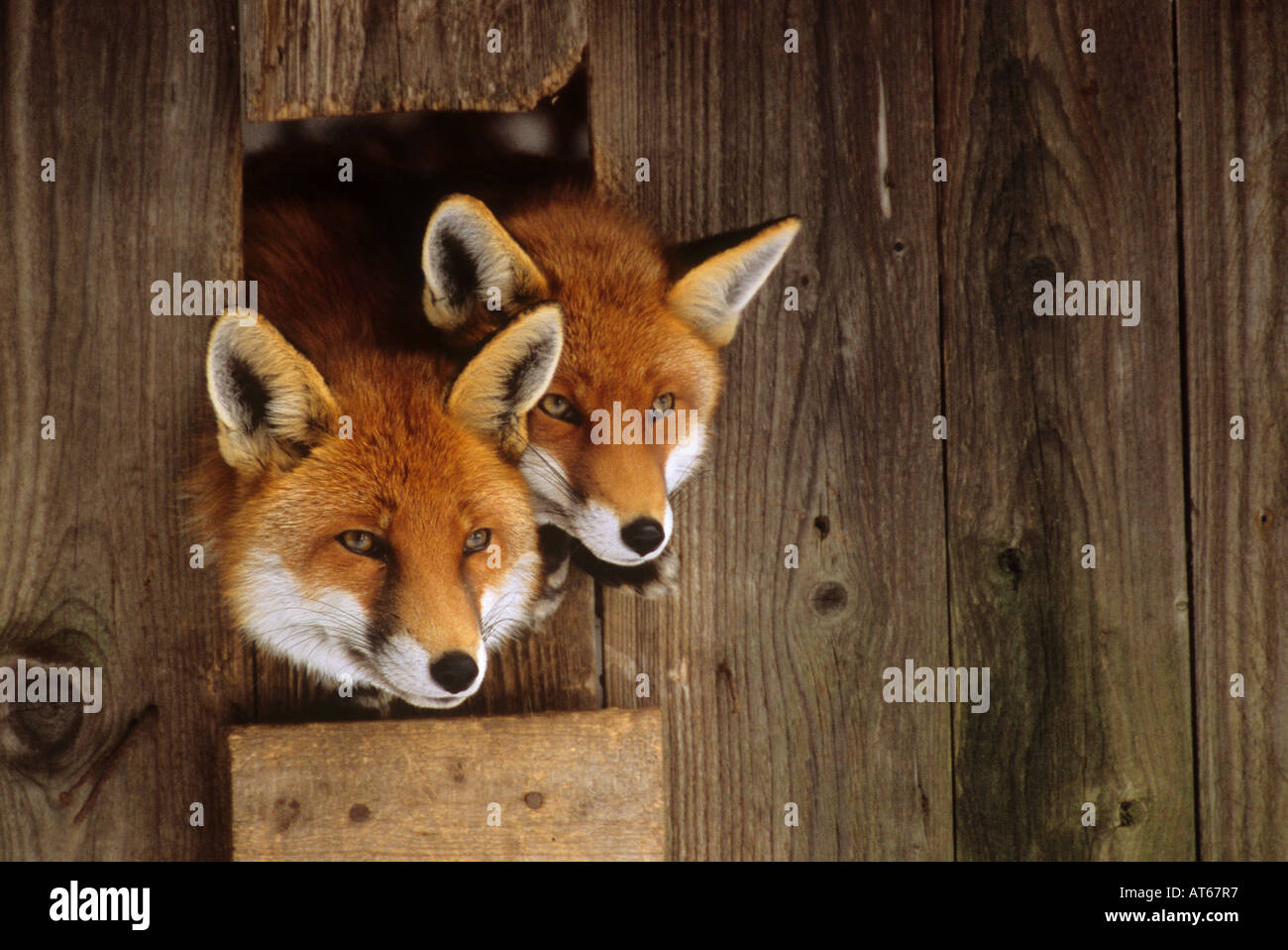 two red foxes Stock Photo - Alamy