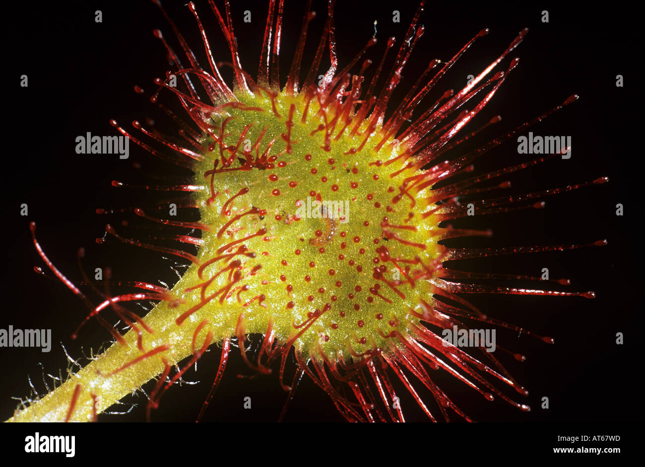 Sundew with catched insect / Drosera Stock Photo - Alamy