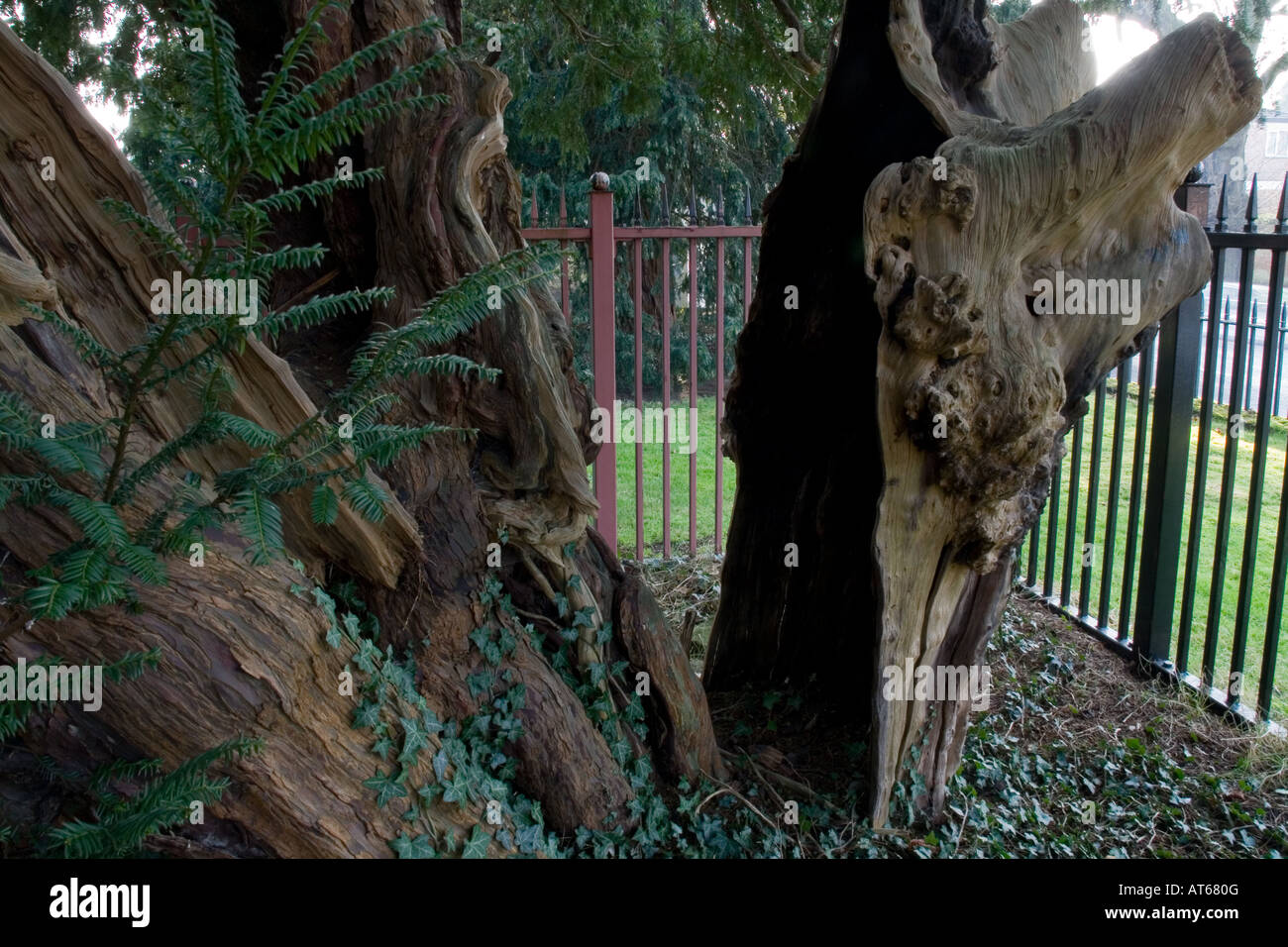 Split trunk of an Overton Yew, estimated to be between 1500 and 2000 ...