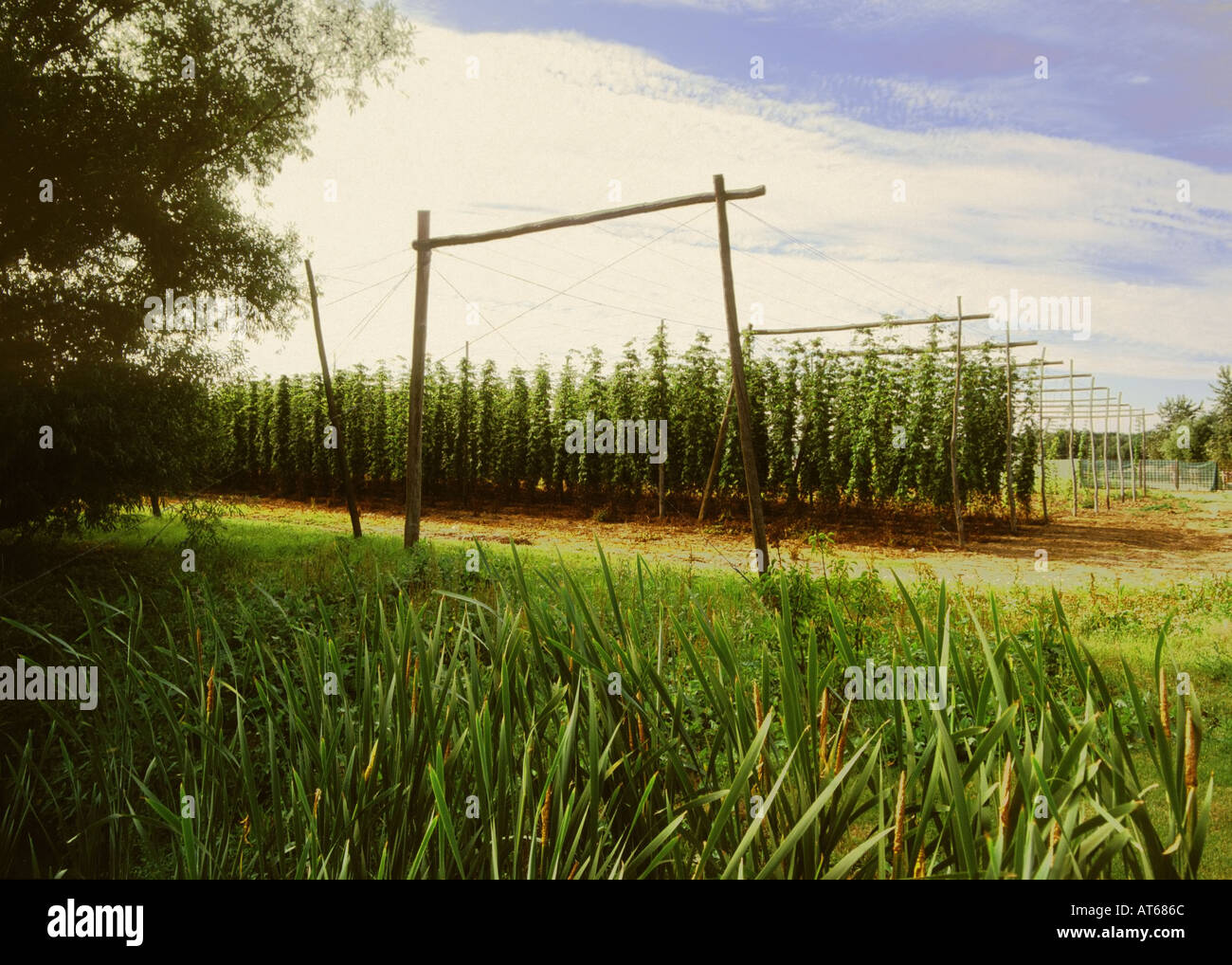 england weald of kent field of hops Stock Photo - Alamy