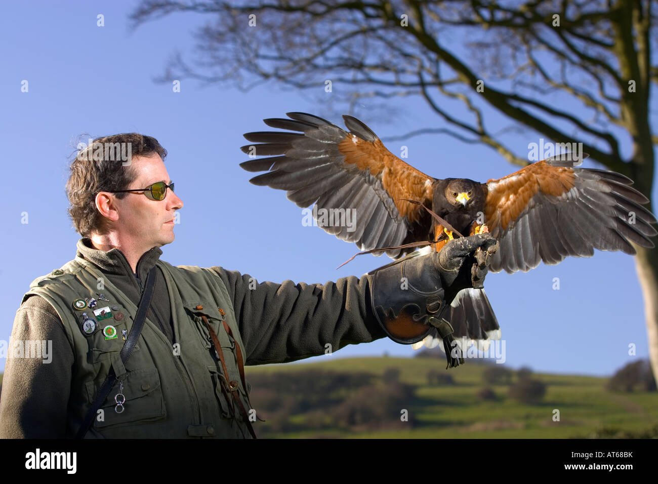 Appuldurcombe House, Falconry centre, Harris Hawk, Isle of Wight, UK ...