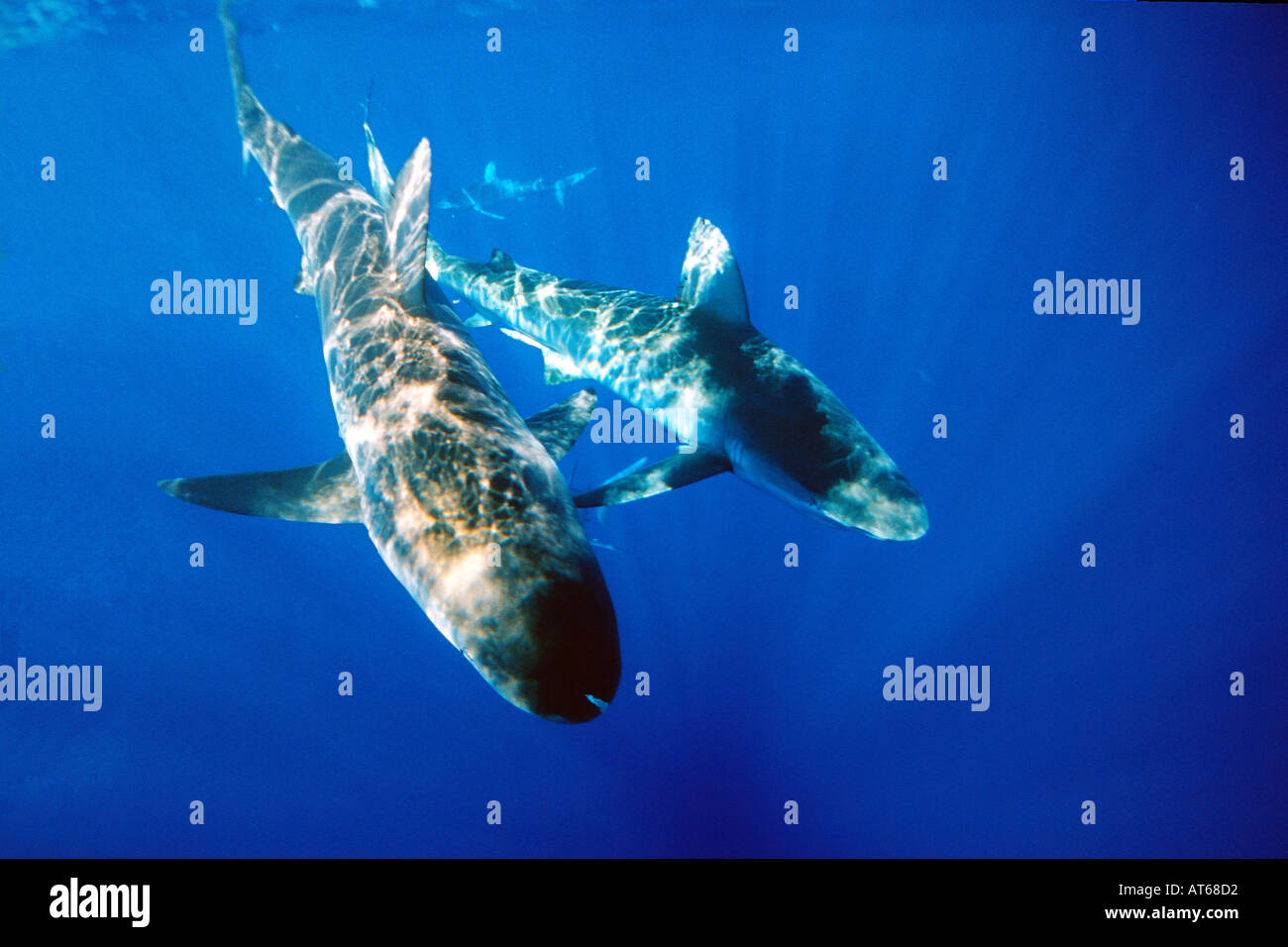 Shark attack usa hi-res stock photography and images - Alamy