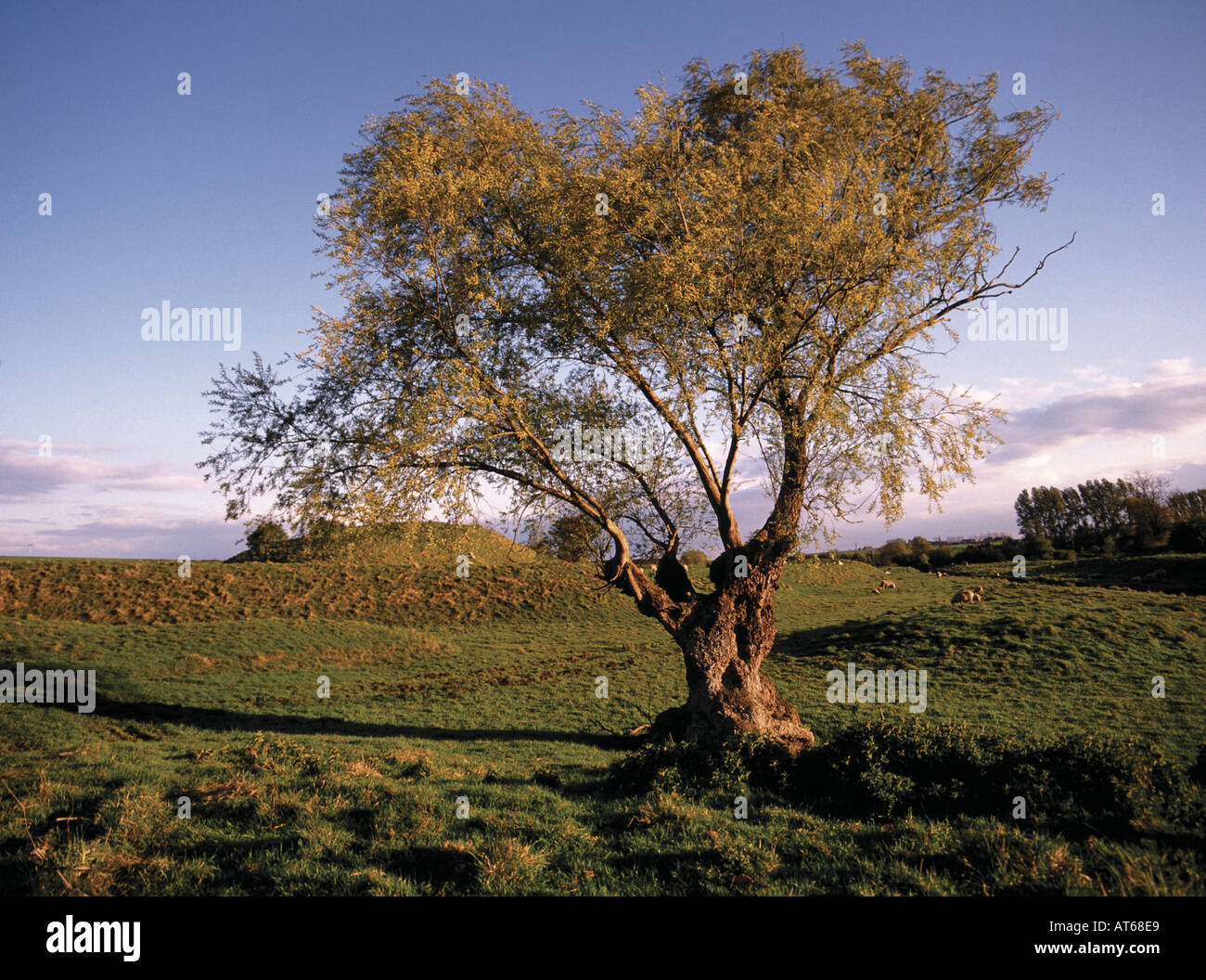 willow tree motte and bailey castle yelden yielden village three shires ...