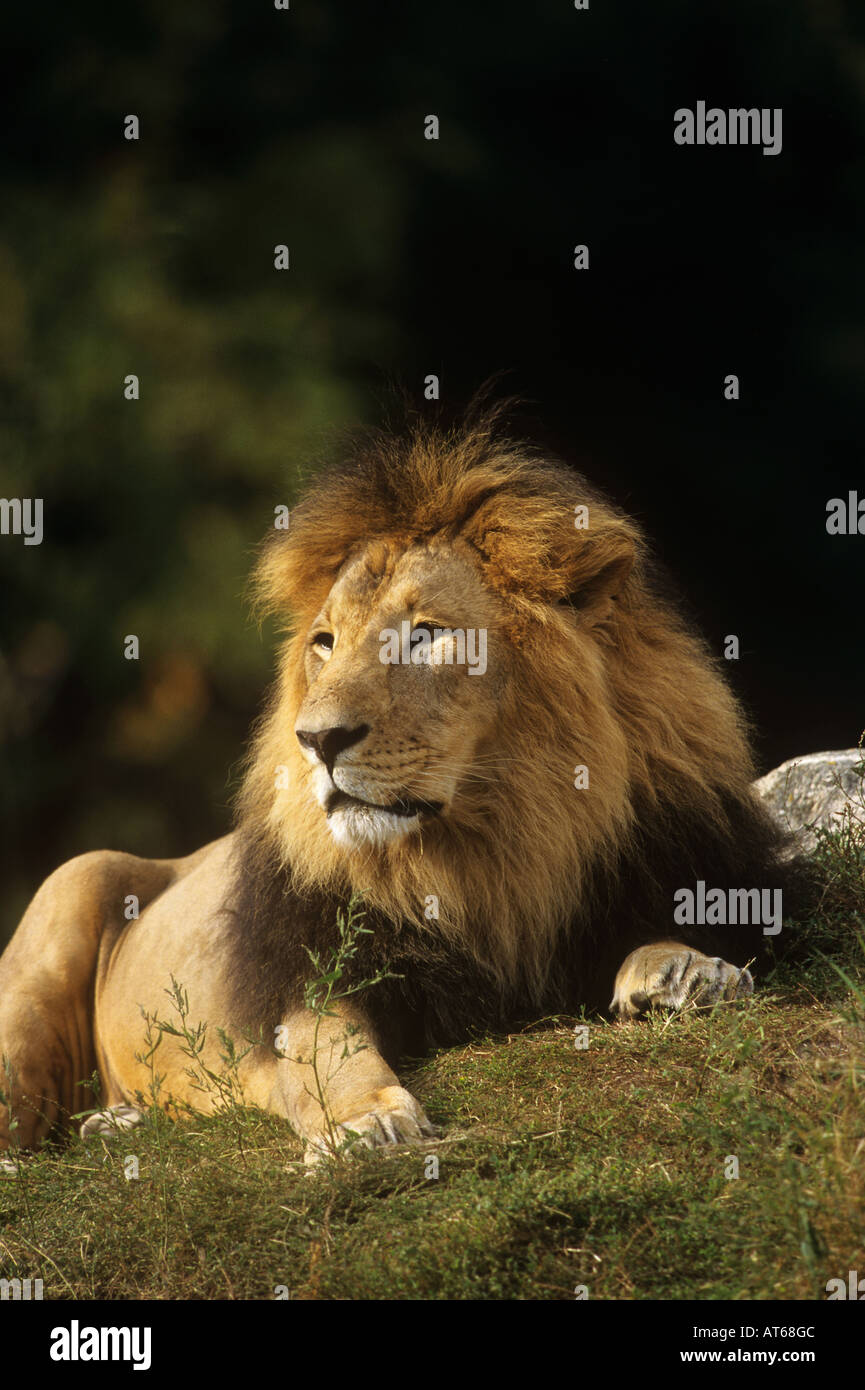 lion - lying Stock Photo - Alamy