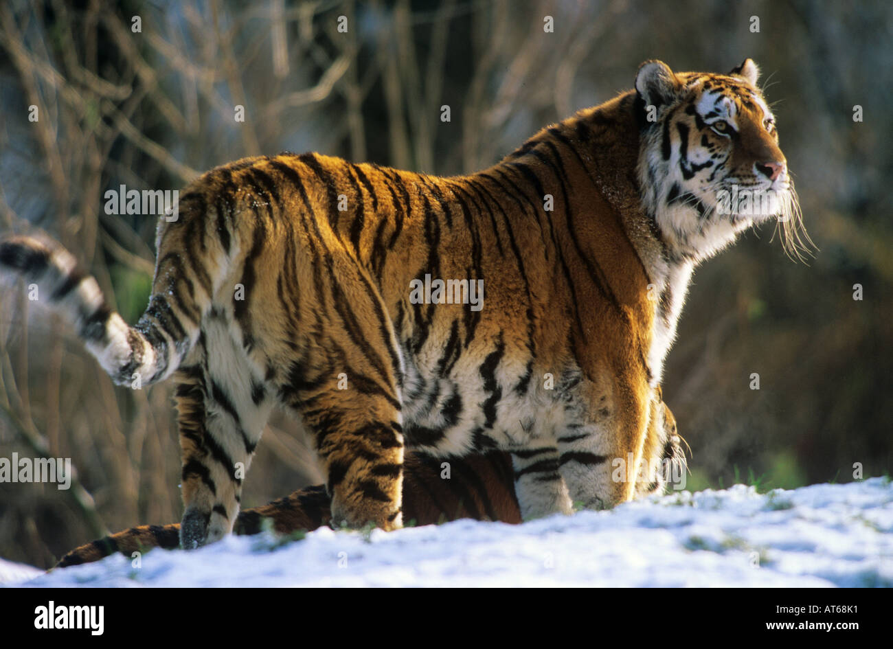 tiger in snow / Panthera tigris Stock Photo - Alamy
