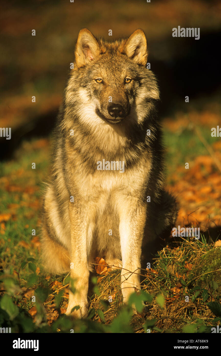 gray wolf - sitting on meadow / Canis lupus Stock Photo - Alamy