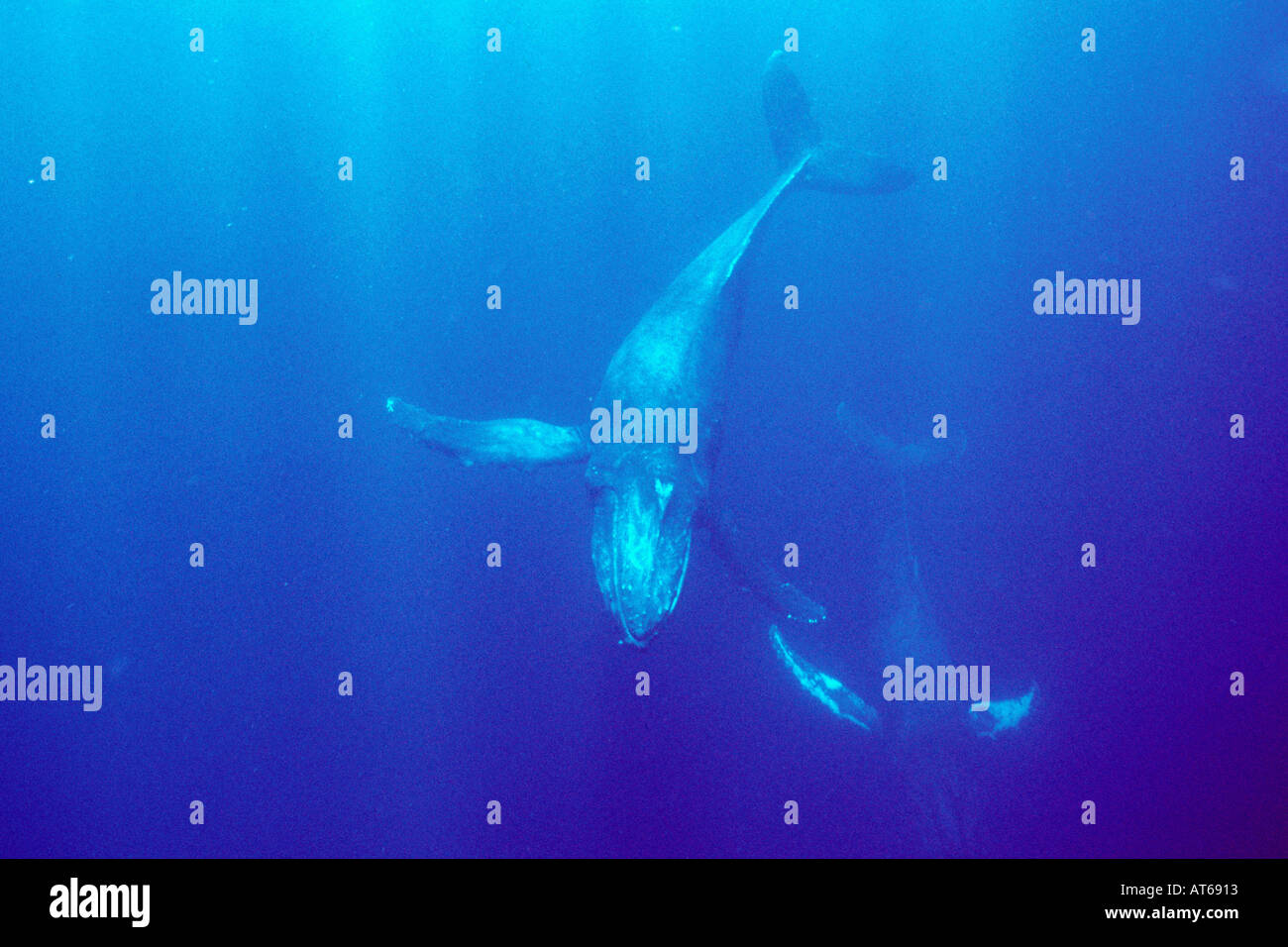Humpback whale Megaptera novaeangliae Pacific Stock Photo - Alamy