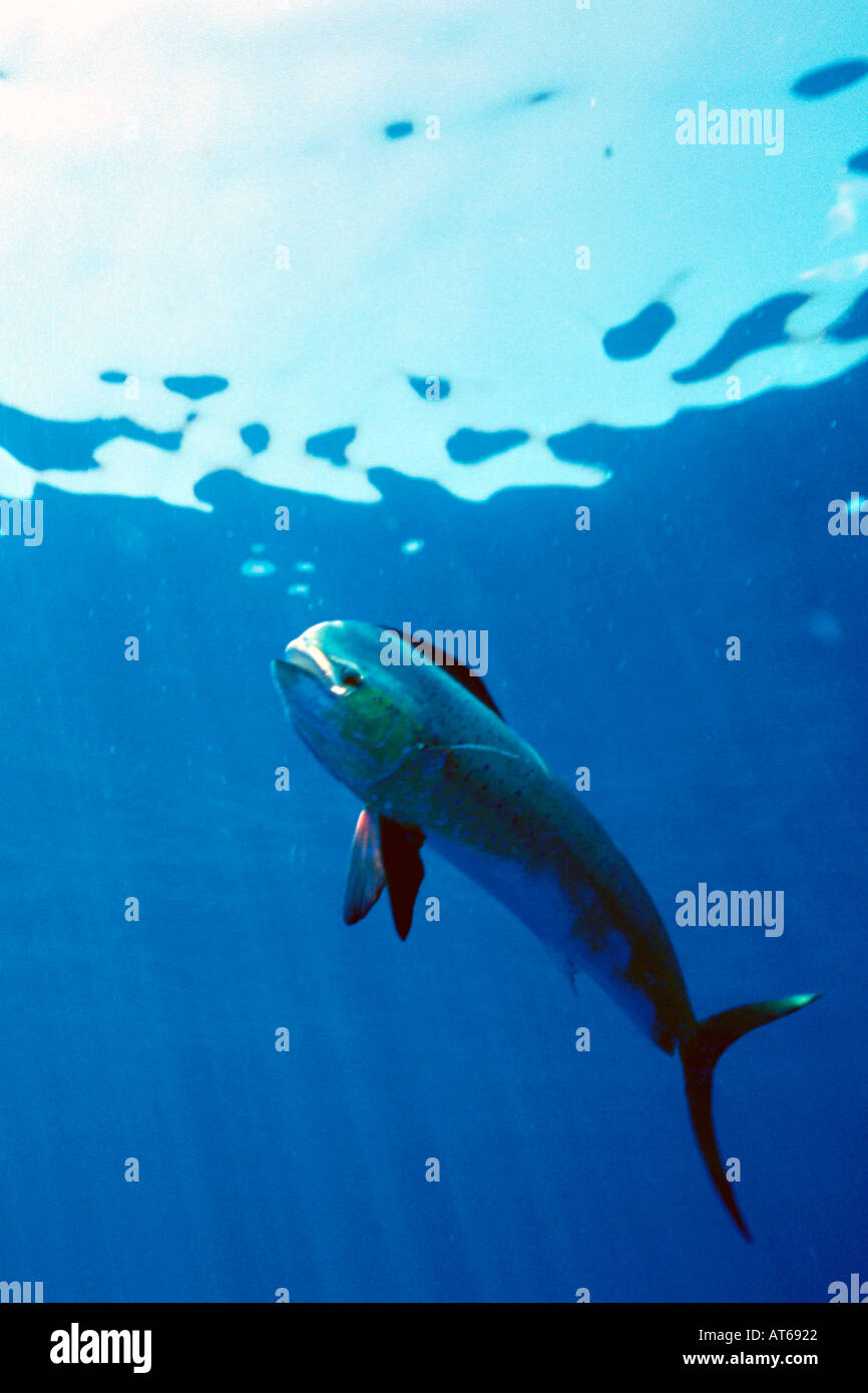 Hawaiian food mahi mahi hi-res stock photography and images - Alamy