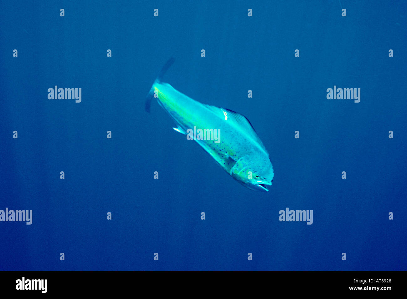 Hawaiian food mahi mahi hi-res stock photography and images - Alamy