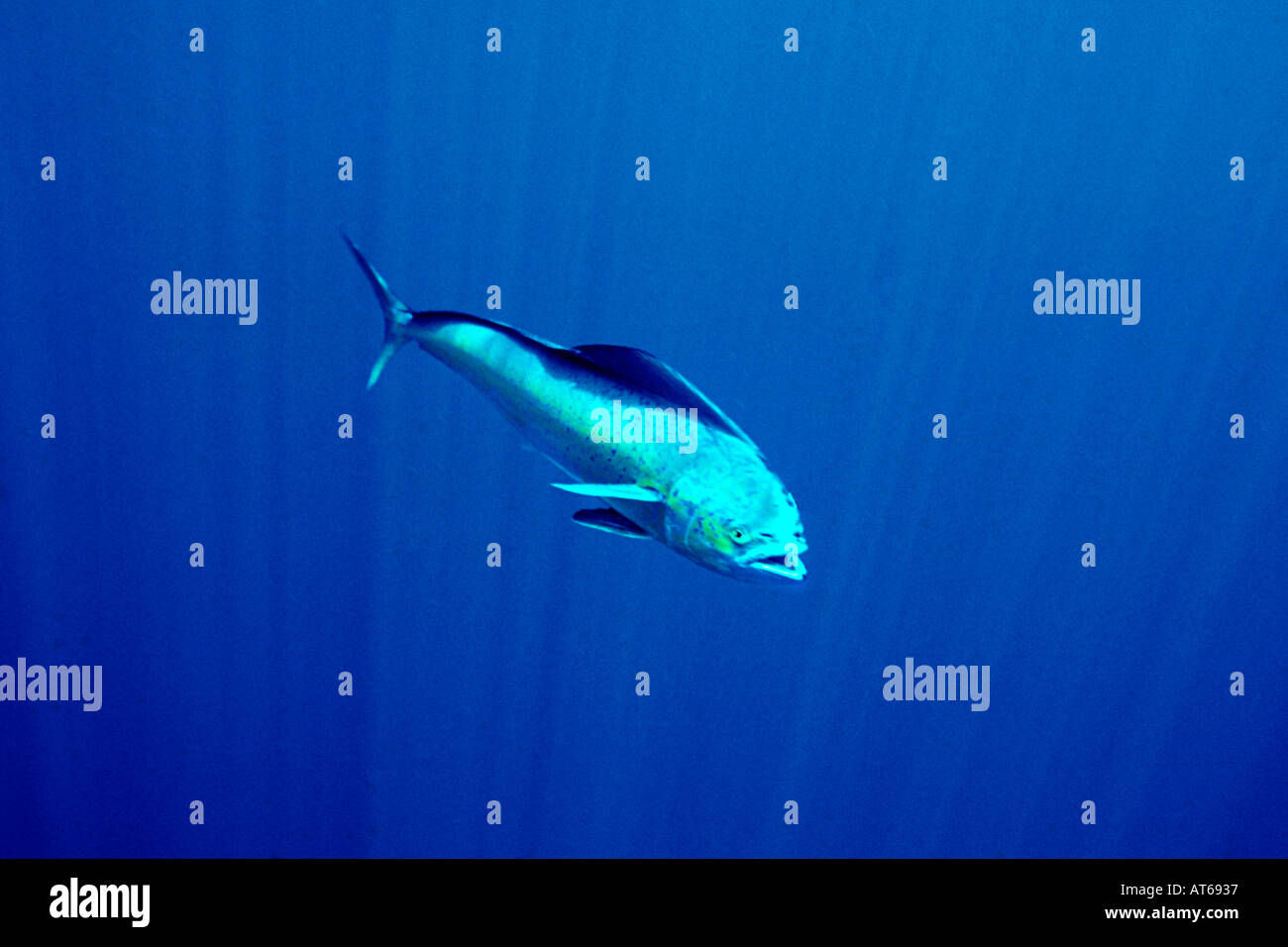 Hawaiian food mahi mahi hi-res stock photography and images - Alamy