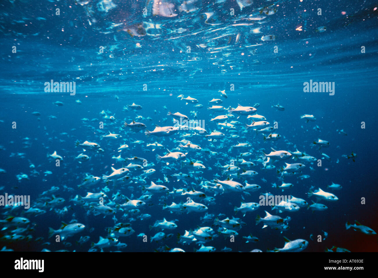 Pelagic triggerfish Hawaii USA North Pacific Stock Photo - Alamy