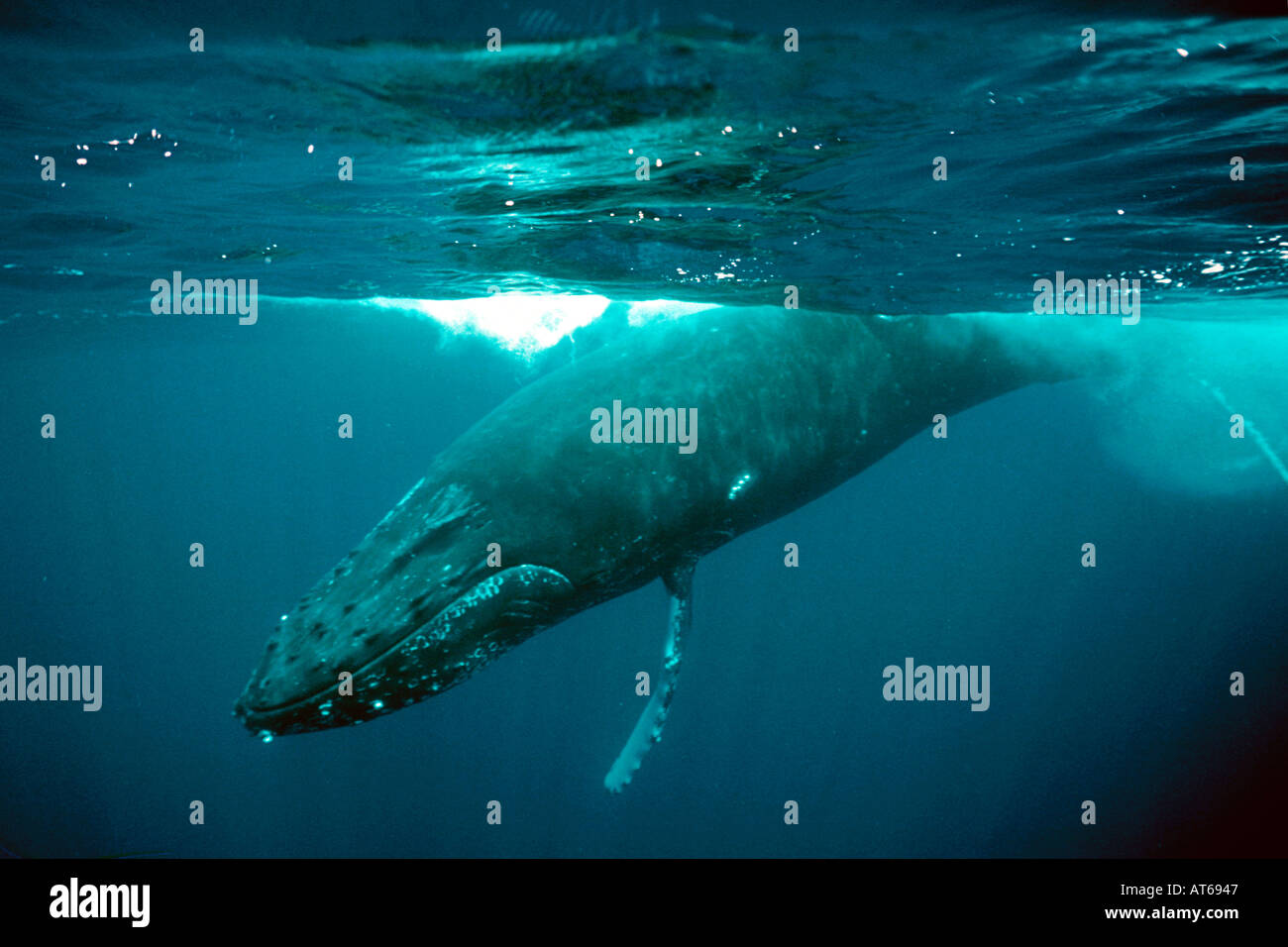 Megaptera novaeangliae seawater hi-res stock photography and images - Alamy