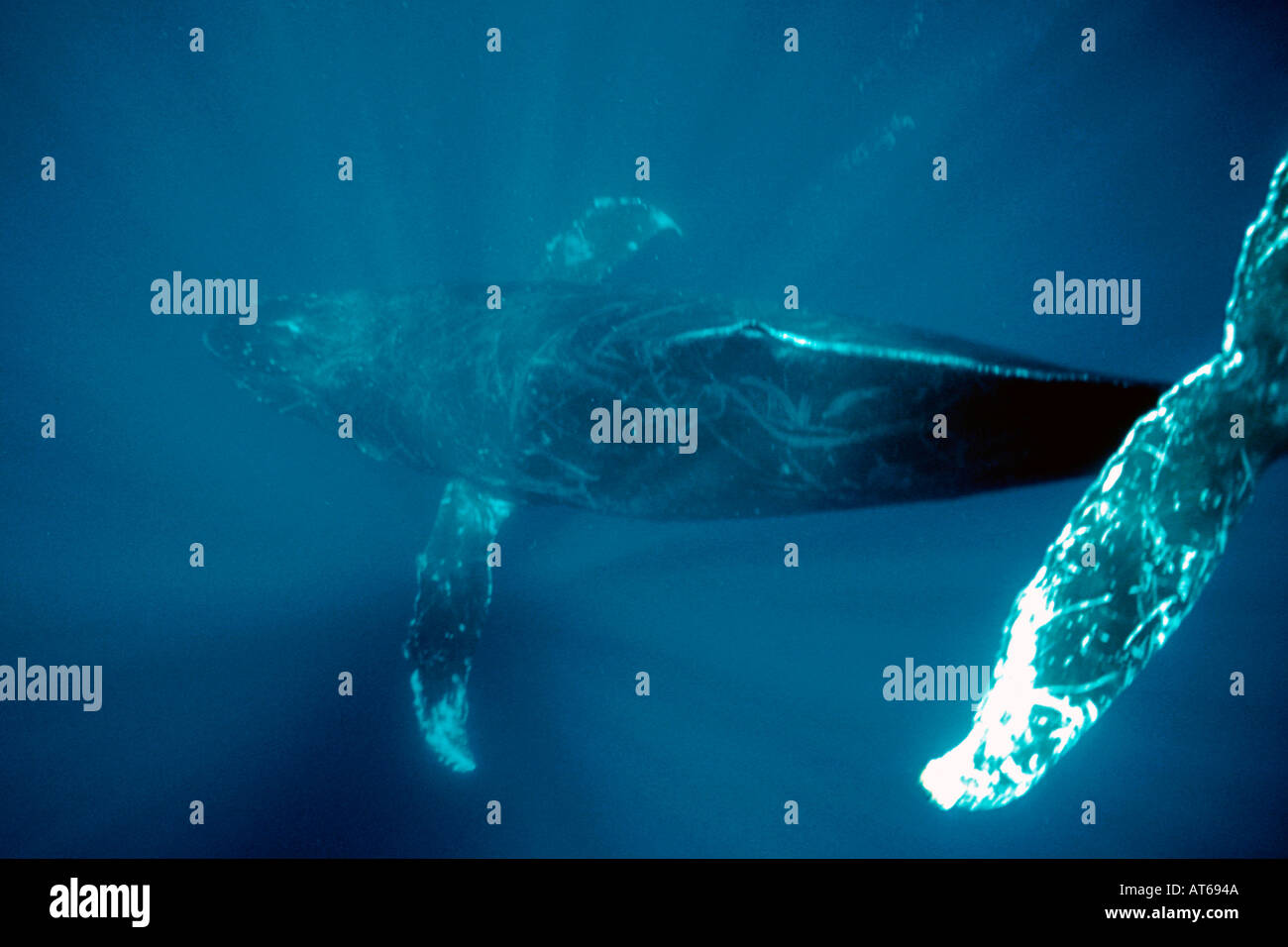 Megaptera novaeangliae seawater hi-res stock photography and images - Alamy